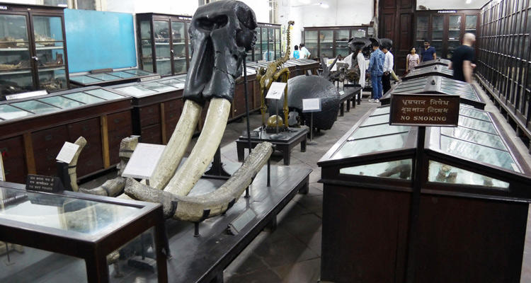 Indian Museum Kolkata (Timings, History, Entry Fee, Images, Location ...